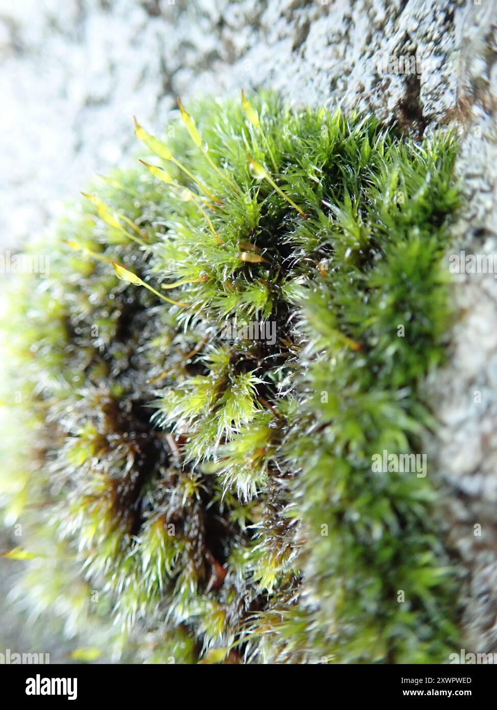 Yellow-green Rock Moss (Racomitrium heterostichum) Plantae Stock Photo ...