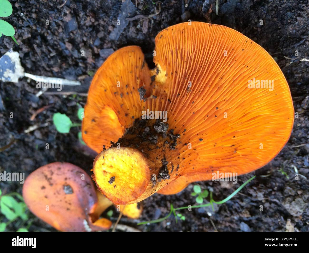 European jack-o'-lantern (Omphalotus olearius) Fungi Stock Photo - Alamy