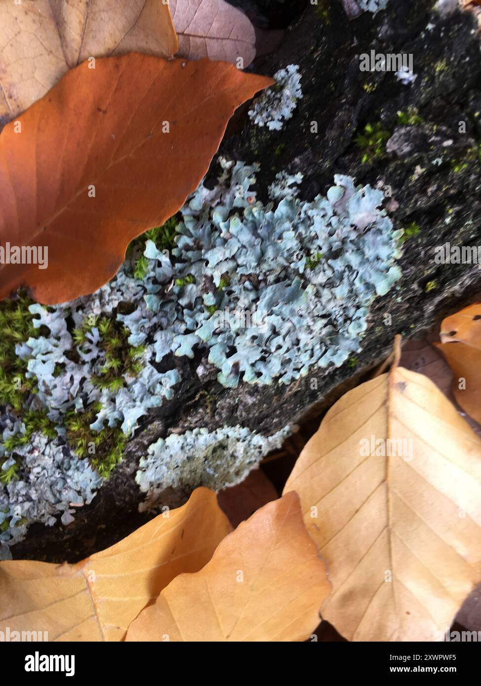 shield lichen (Parmelia sulcata) Fungi Stock Photo - Alamy