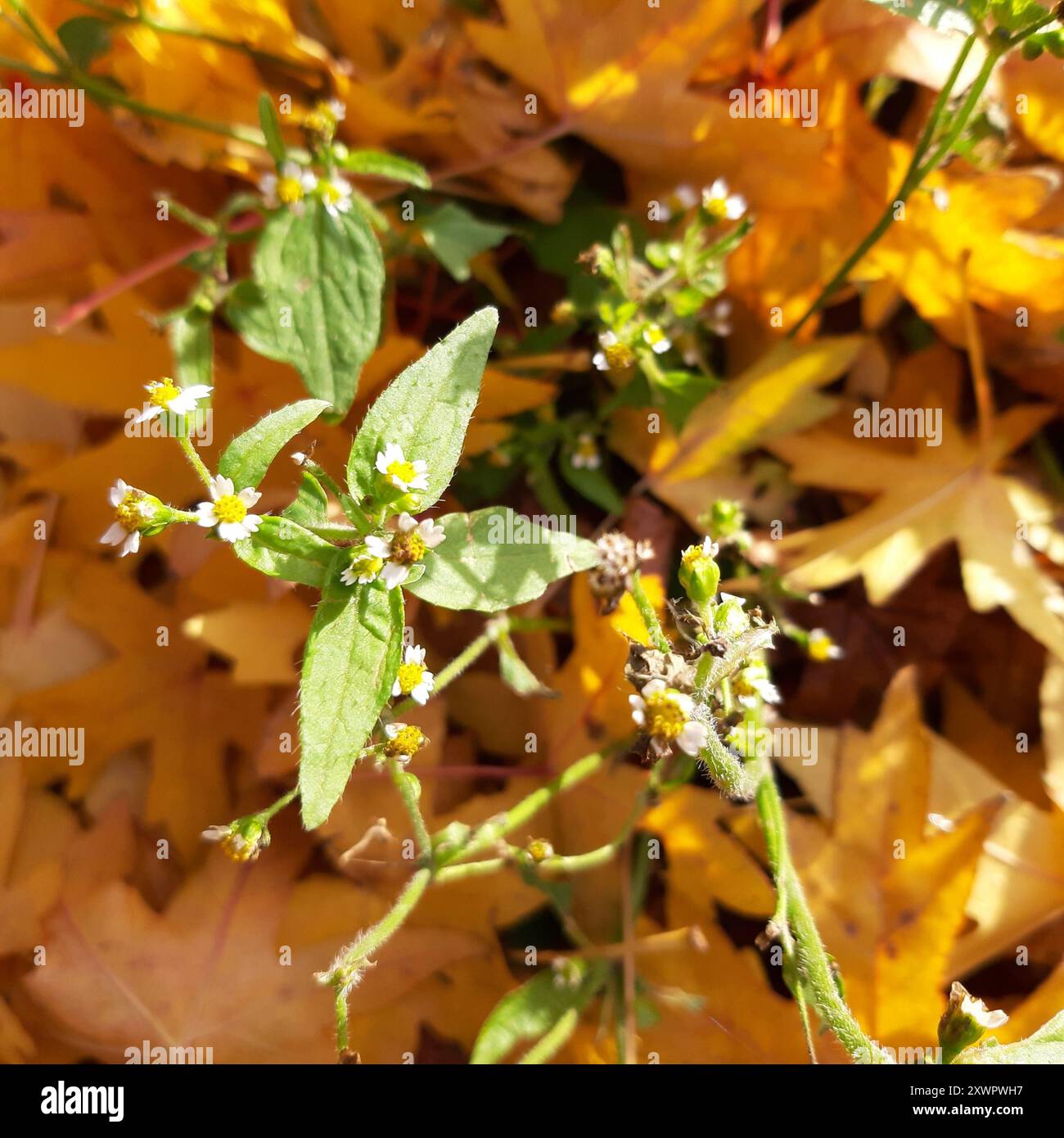 shaggy soldier (Galinsoga quadriradiata) Plantae Stock Photo - Alamy