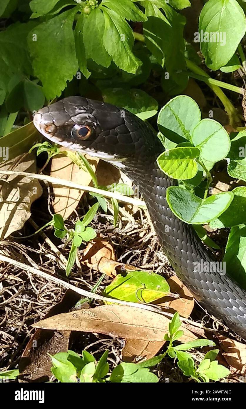 Southern Black Racer (Coluber constrictor priapus) Reptilia Stock Photo ...