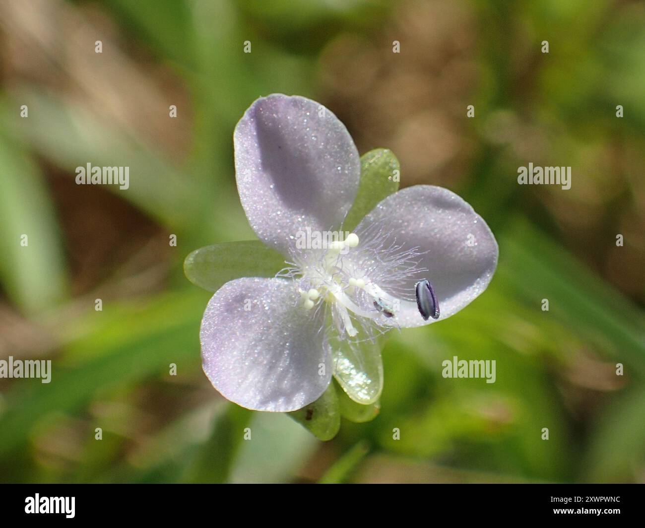 (Murdannia loriformis) Plantae Stock Photo - Alamy