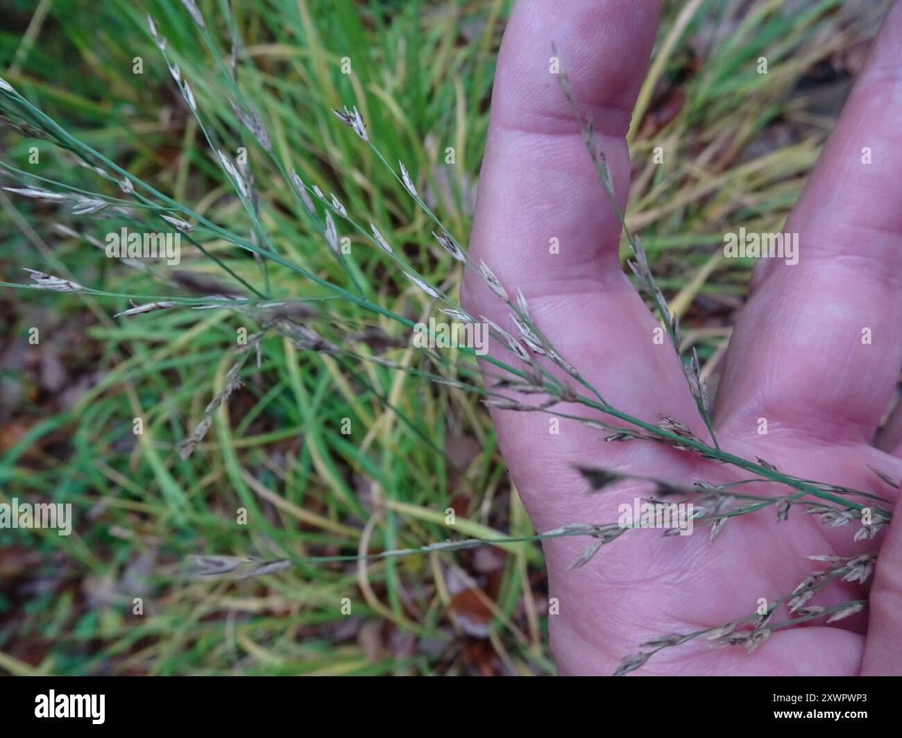 Purple moor grass (Molinia caerulea) Plantae Stock Photo - Alamy