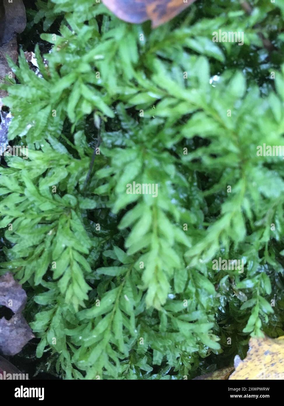 Palm-tree Moss (Plagiomnium undulatum) Plantae Stock Photo - Alamy