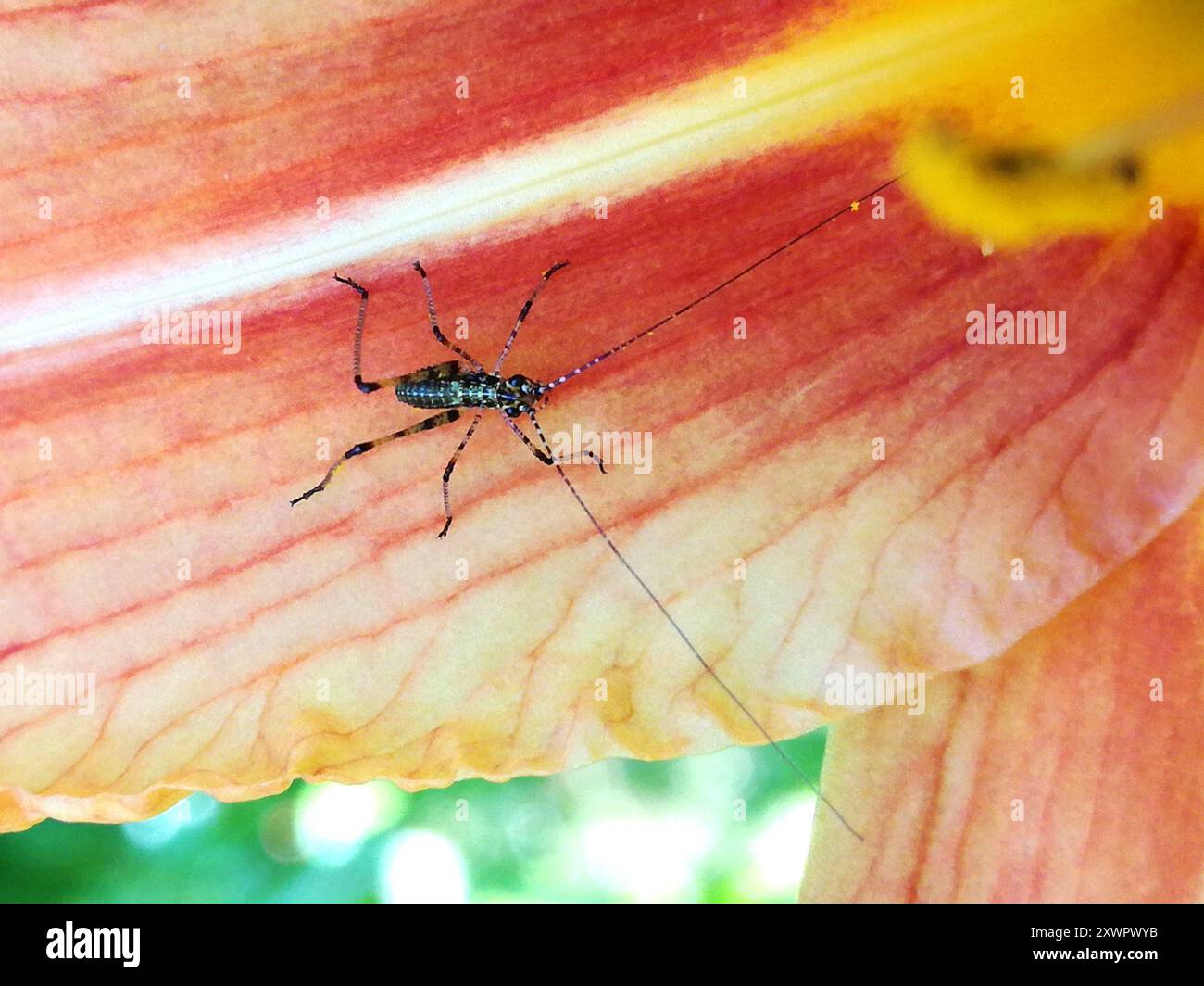 Sickle-bearing Bushcrickets (Phaneroptera) Insecta Stock Photo - Alamy