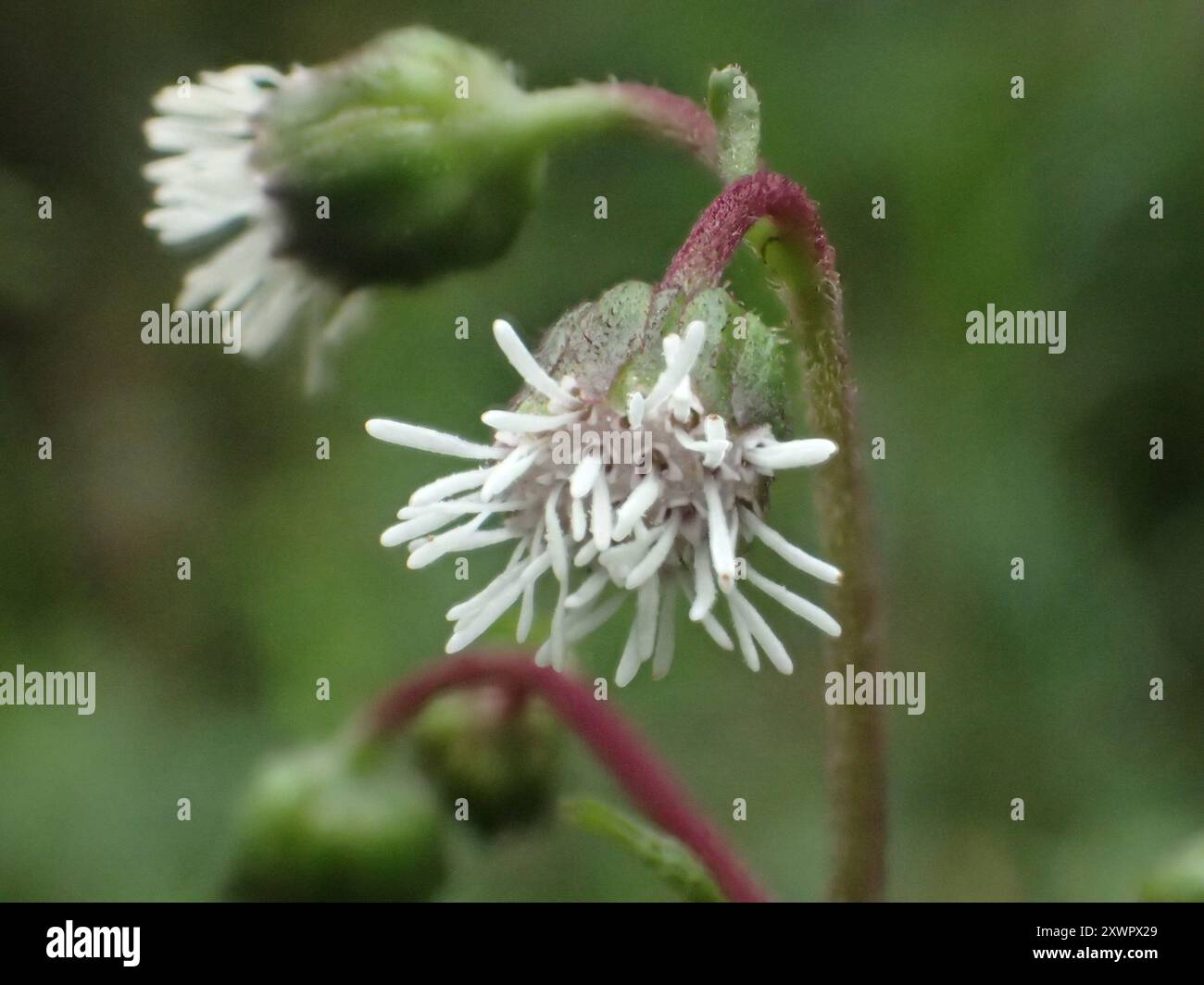 common medicineplant (Adenostemma lavenia) Plantae Stock Photo - Alamy