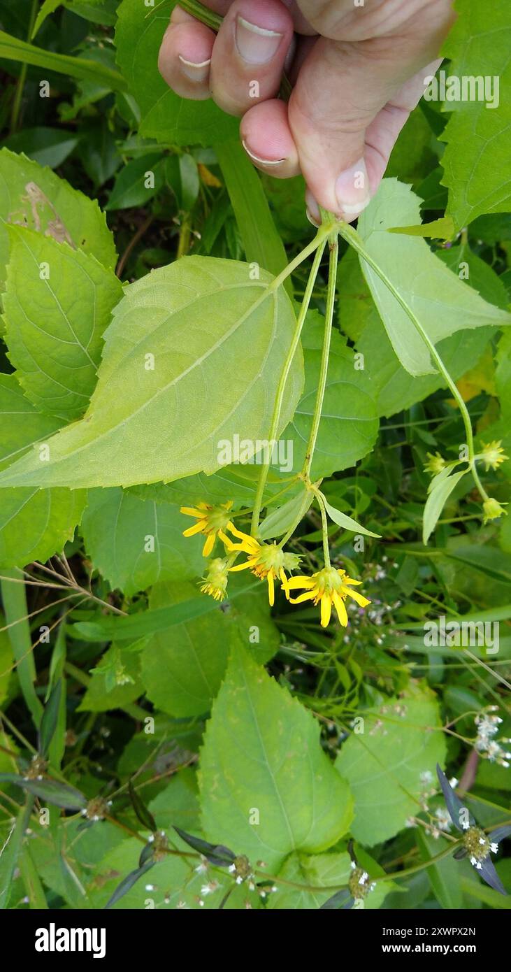 sea daisy (Wollastonia biflora) Plantae Stock Photo - Alamy