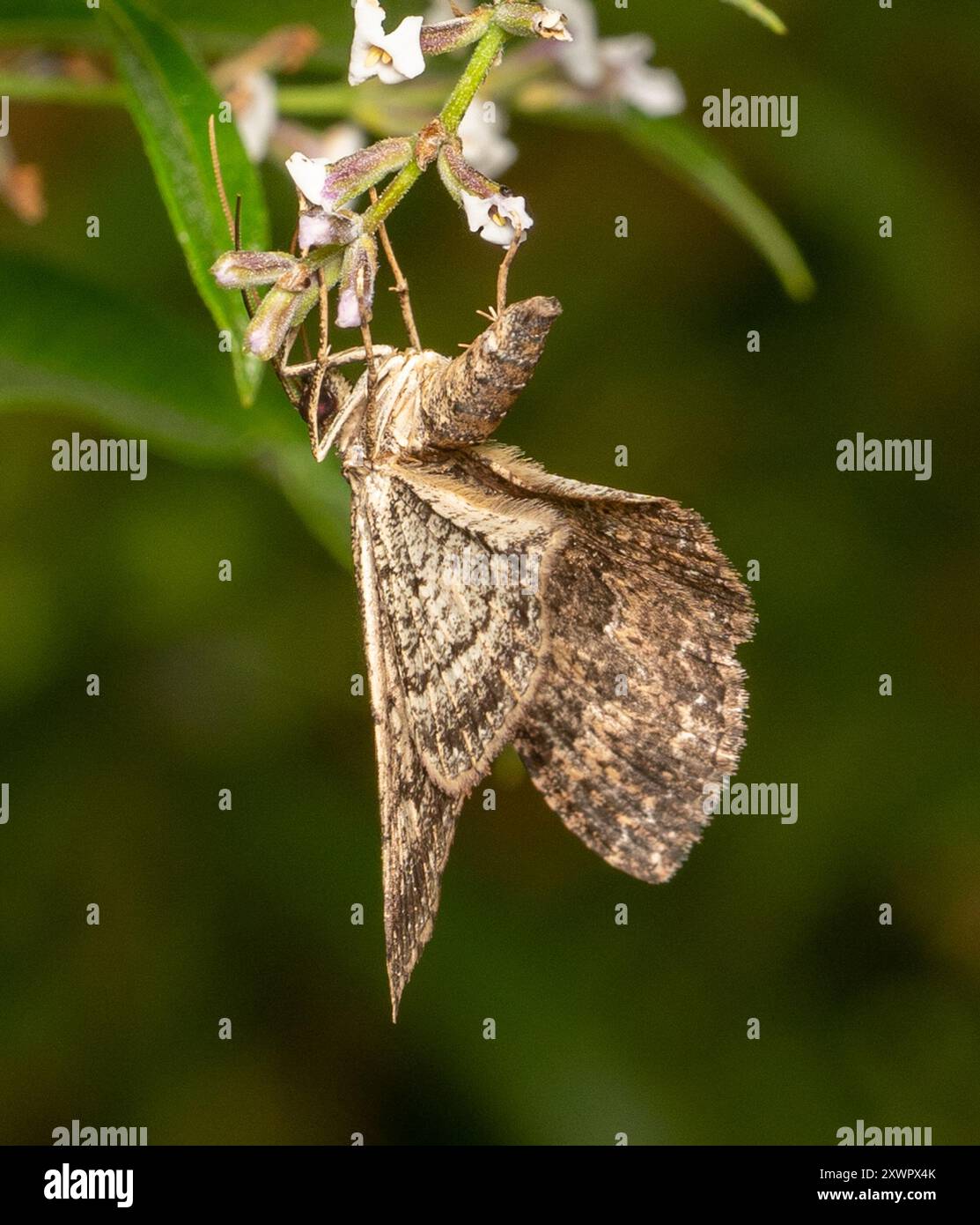 Disclisioprocta stellata hi-res stock photography and images - Alamy