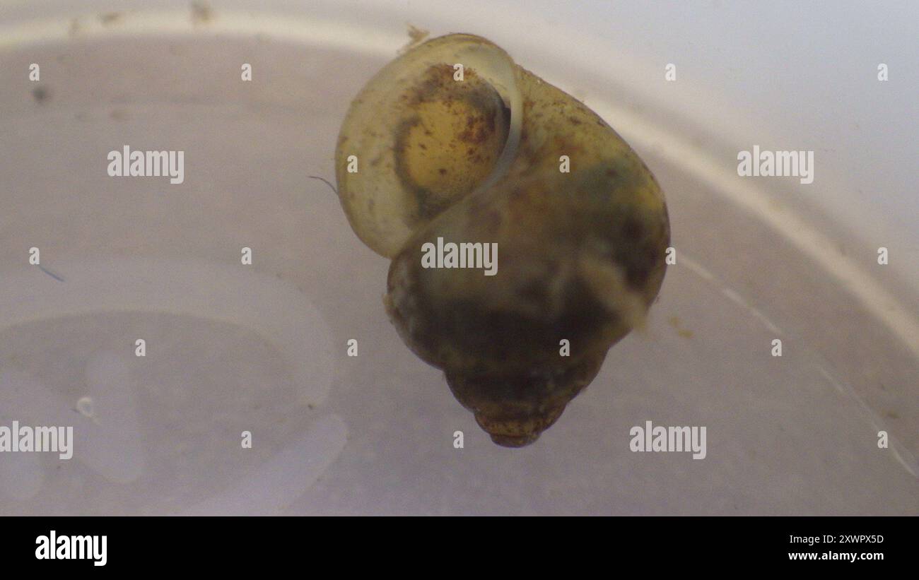 Hydrobiid Mud Snails (Hydrobiidae) Mollusca Stock Photo - Alamy