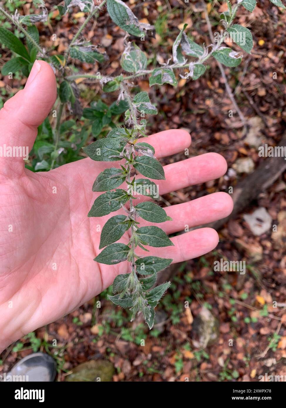 Soft-hair Marbleseed (Lithospermum bejariense) Plantae Stock Photo - Alamy