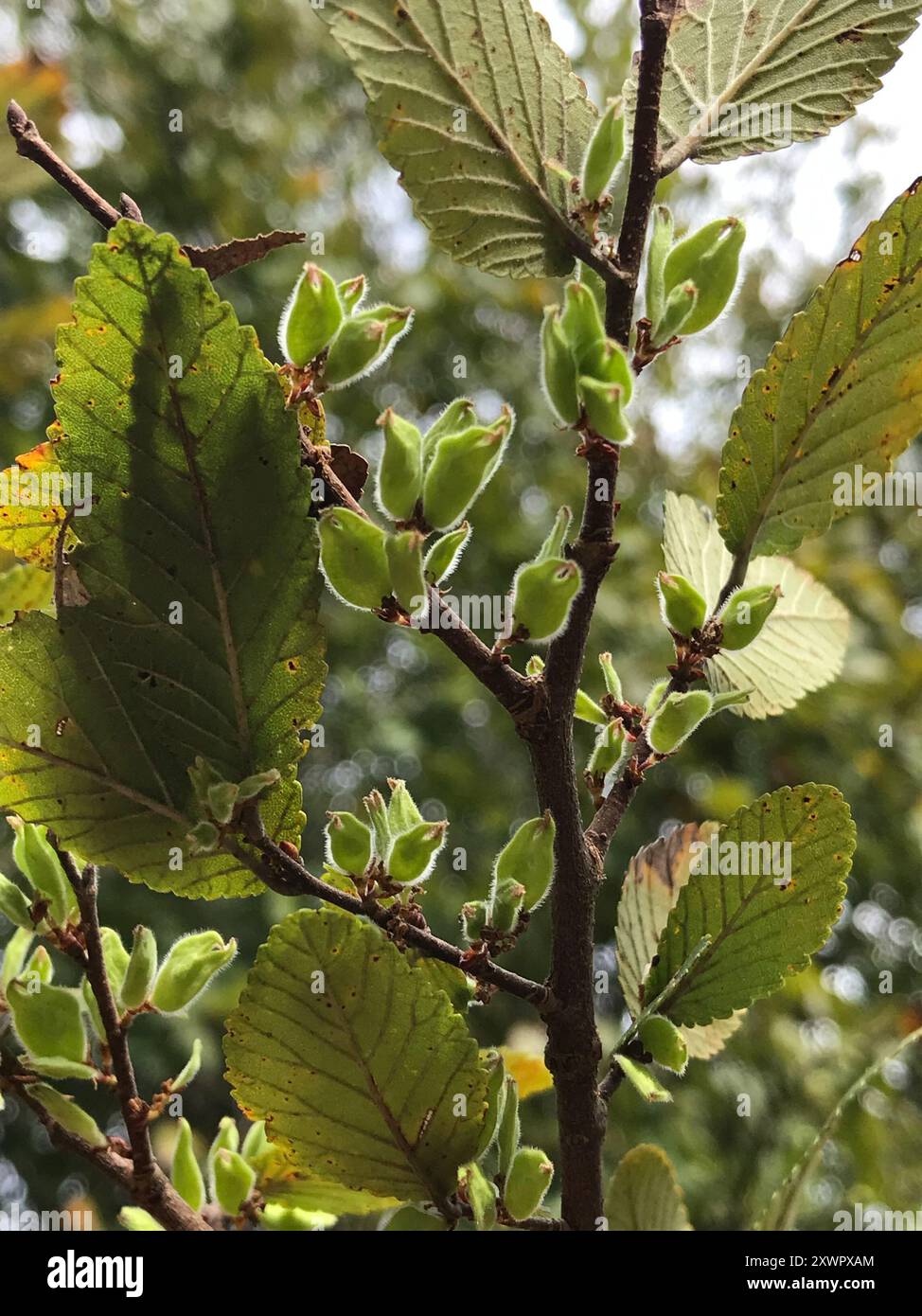 Cedar Elm (Ulmus crassifolia) Plantae Stock Photo - Alamy