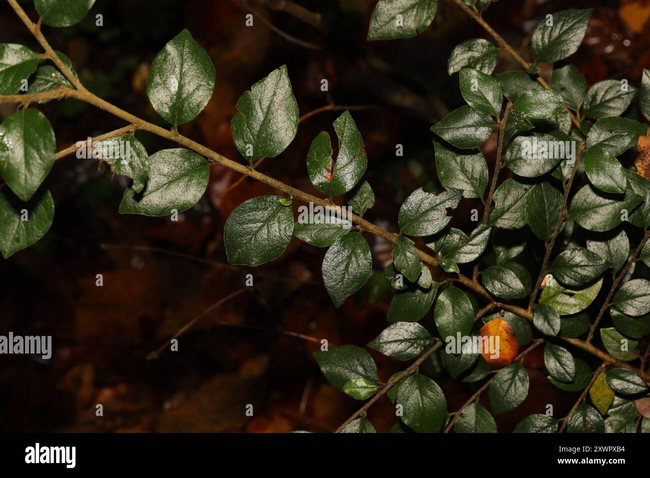 Himalayan cotoneaster (Cotoneaster simonsii) Plantae Stock Photo - Alamy
