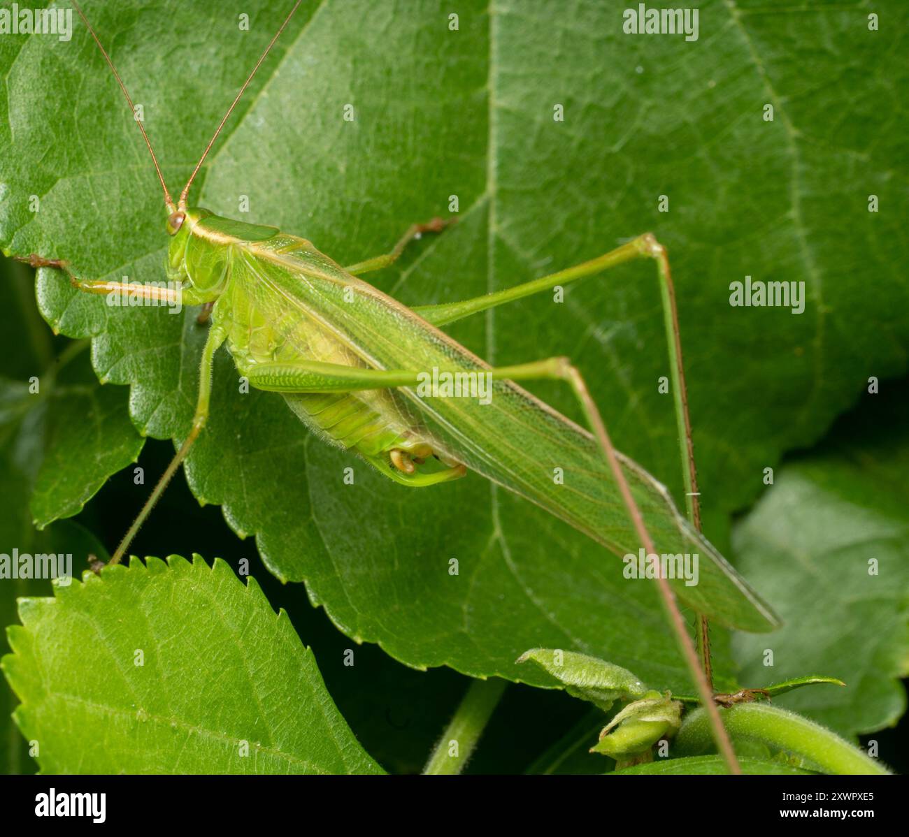 Mexican Bush Katydid (Scudderia mexicana) Insecta Stock Photo - Alamy