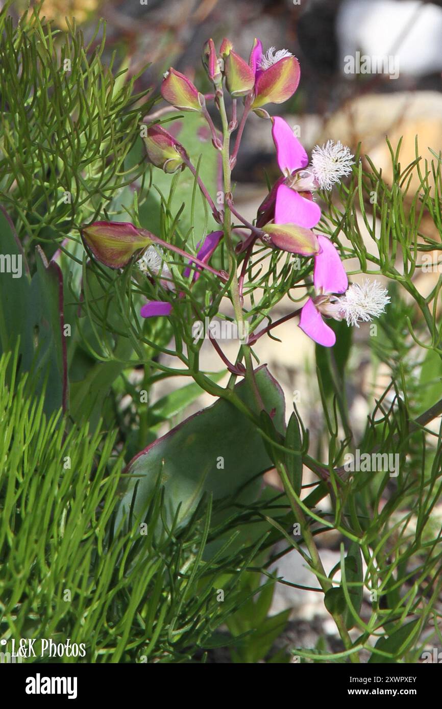Butterfly Falsepea (Polygala bracteolata) Plantae Stock Photo - Alamy