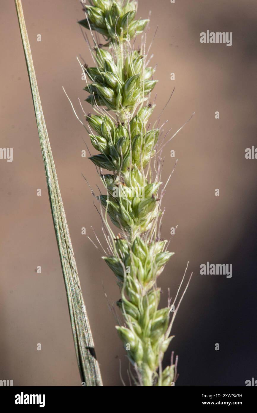 plains bristlegrass (Setaria leucopila) Plantae Stock Photo - Alamy