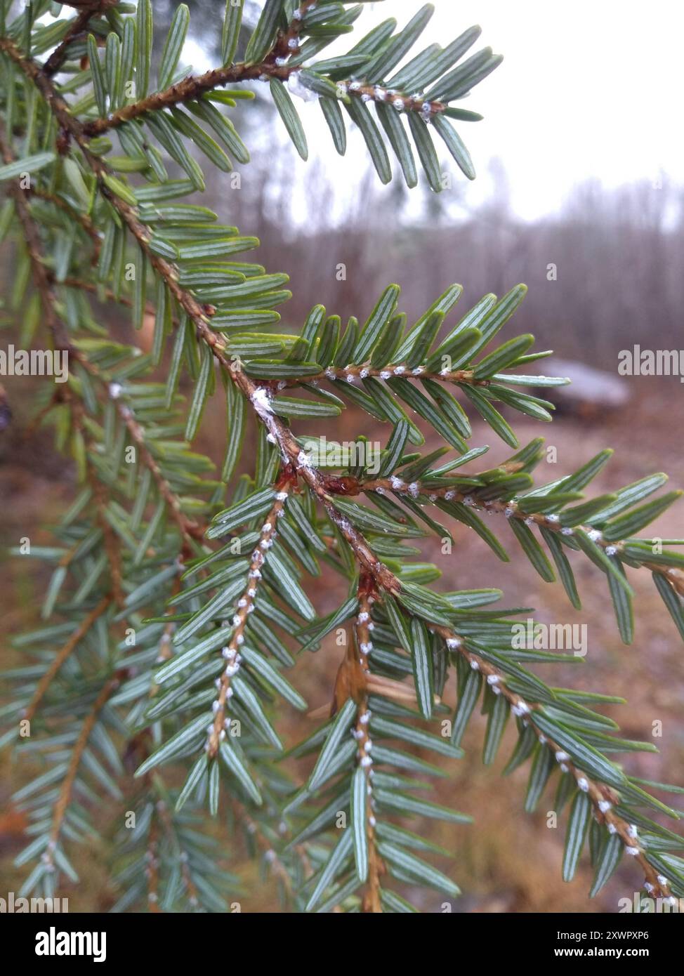 Hemlock Woolly Adelgid (Adelges tsugae) Insecta Stock Photo - Alamy