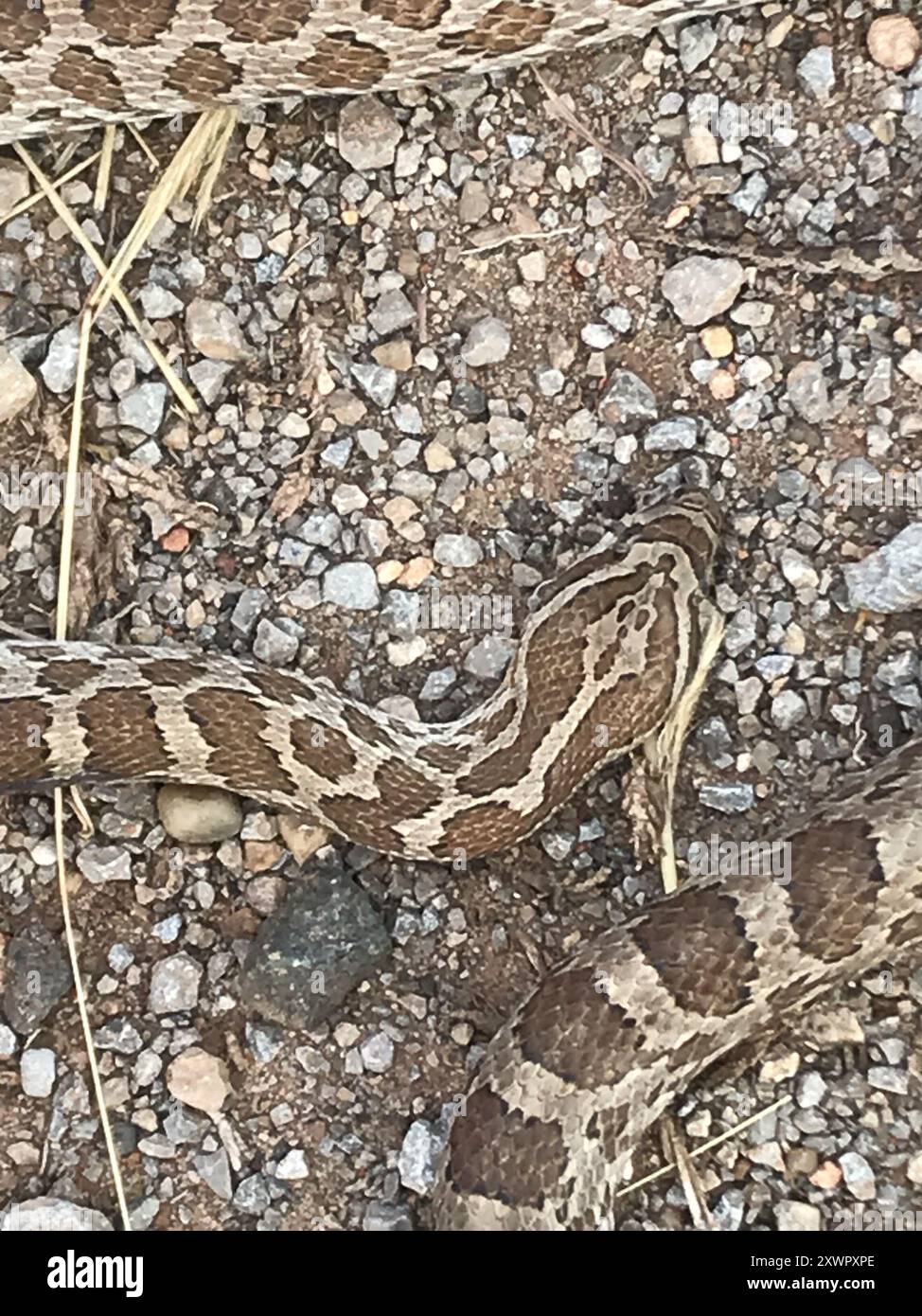 Great Plains Ratsnake (Pantherophis emoryi) Reptilia Stock Photo - Alamy