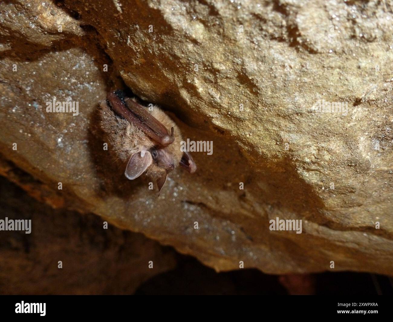 Tricolored Bat (Perimyotis subflavus) Mammalia Stock Photo - Alamy