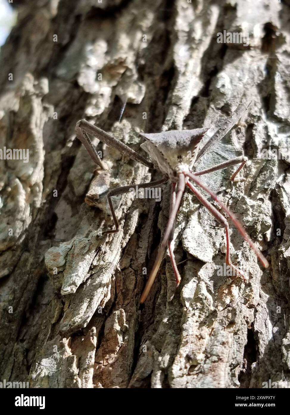 Giant leaf-footed bug (Acanthocephala declivis) Insecta Stock Photo - Alamy