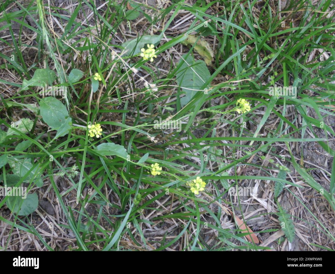 annual bastard cabbage (Rapistrum rugosum) Plantae Stock Photo - Alamy