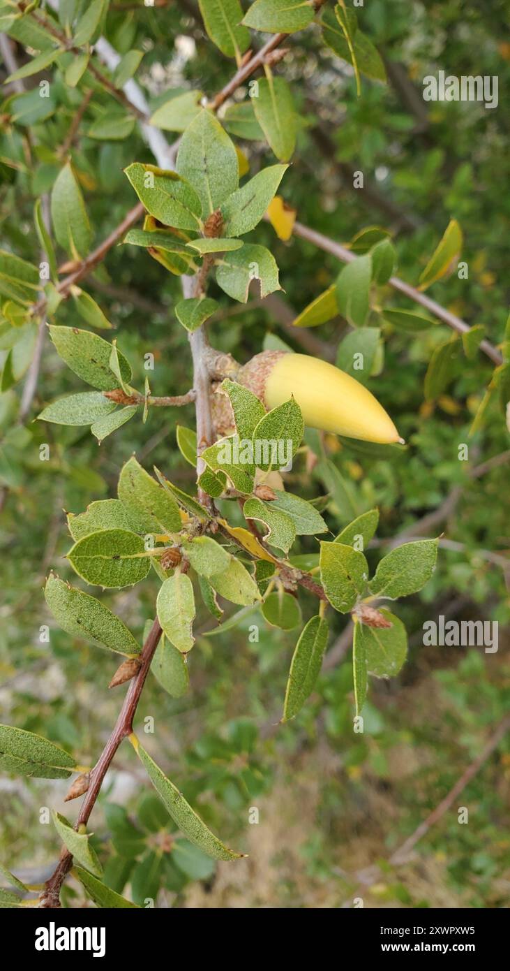 interior live oak (Quercus wislizeni) Plantae Stock Photo - Alamy