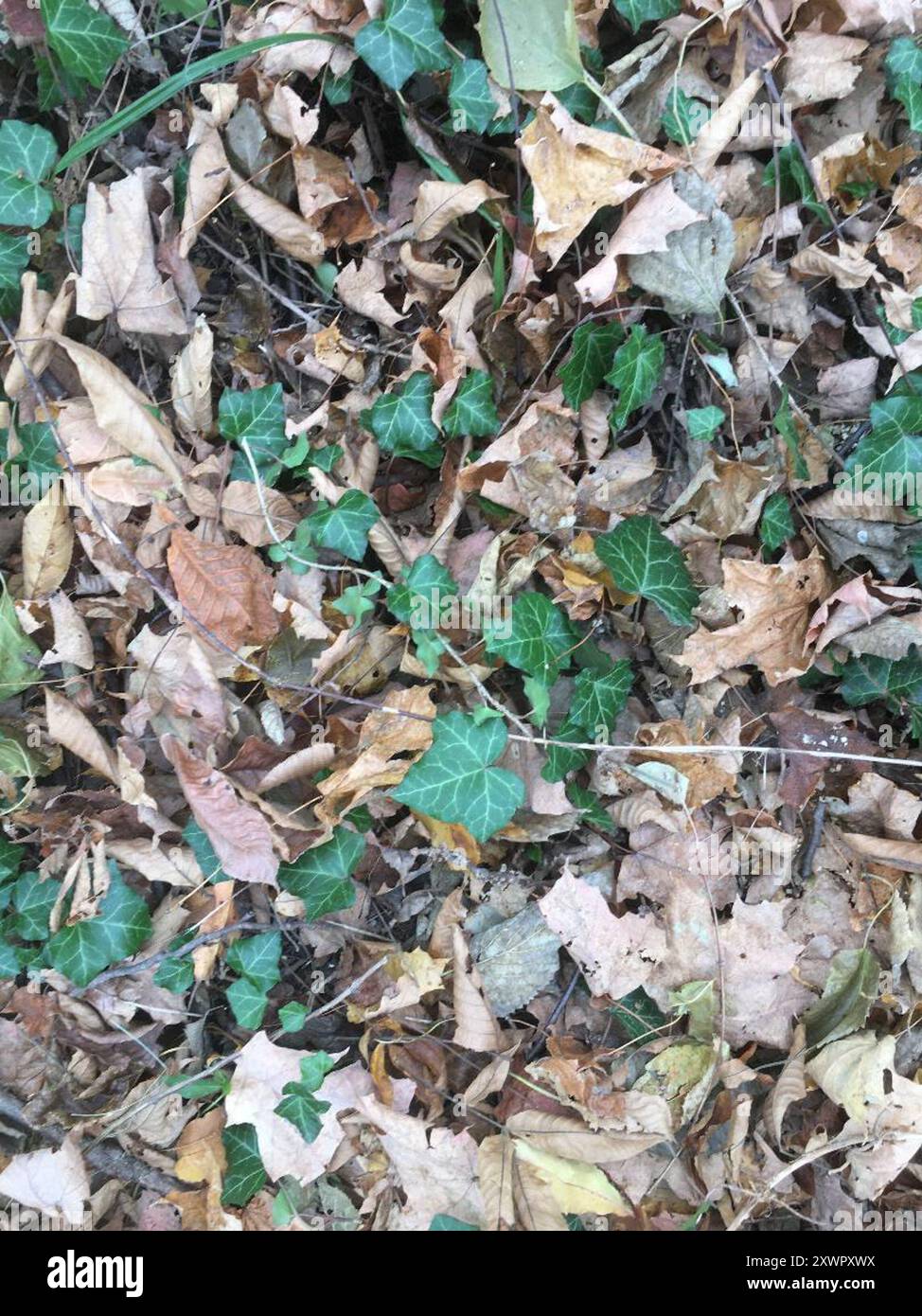 common ivy (Hedera helix) Plantae Stock Photo - Alamy