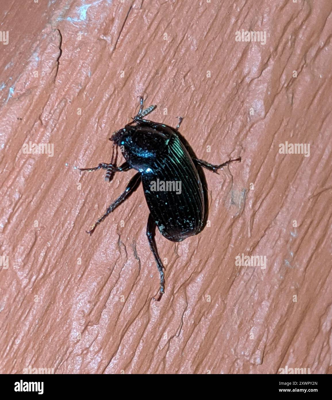 (Necrophilus hydrophiloides) Insecta Stock Photo - Alamy