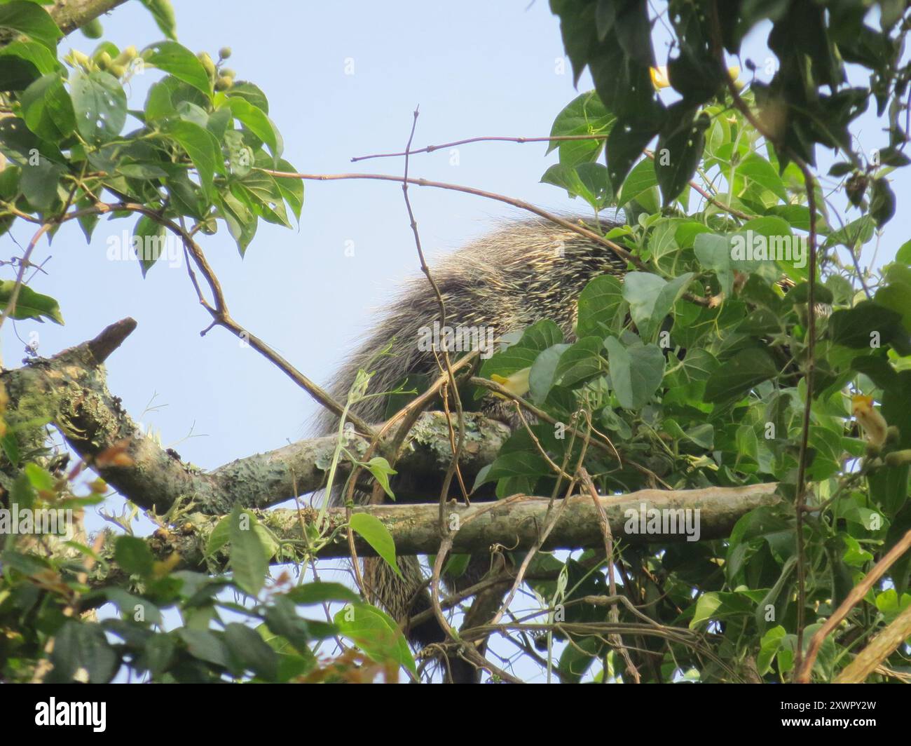 Paraguay Hairy Dwarf Porcupine (Coendou spinosus) Mammalia Stock Photo ...