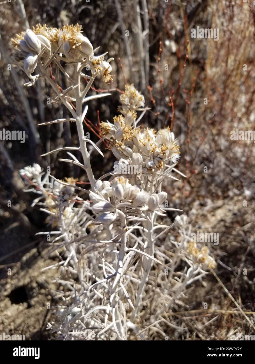 Hairy Horsebrush (Tetradymia comosa) Plantae Stock Photo - Alamy