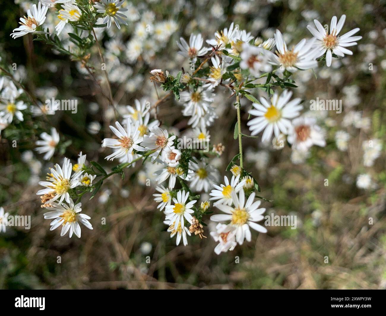 white heath aster (Symphyotrichum ericoides) Plantae Stock Photo - Alamy