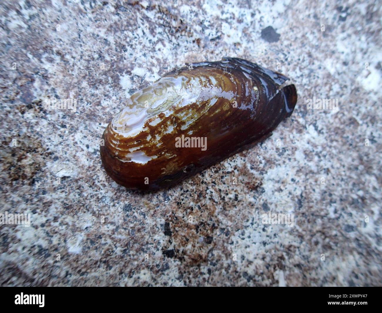 Western Pearlshell (Margaritifera falcata) Mollusca Stock Photo - Alamy