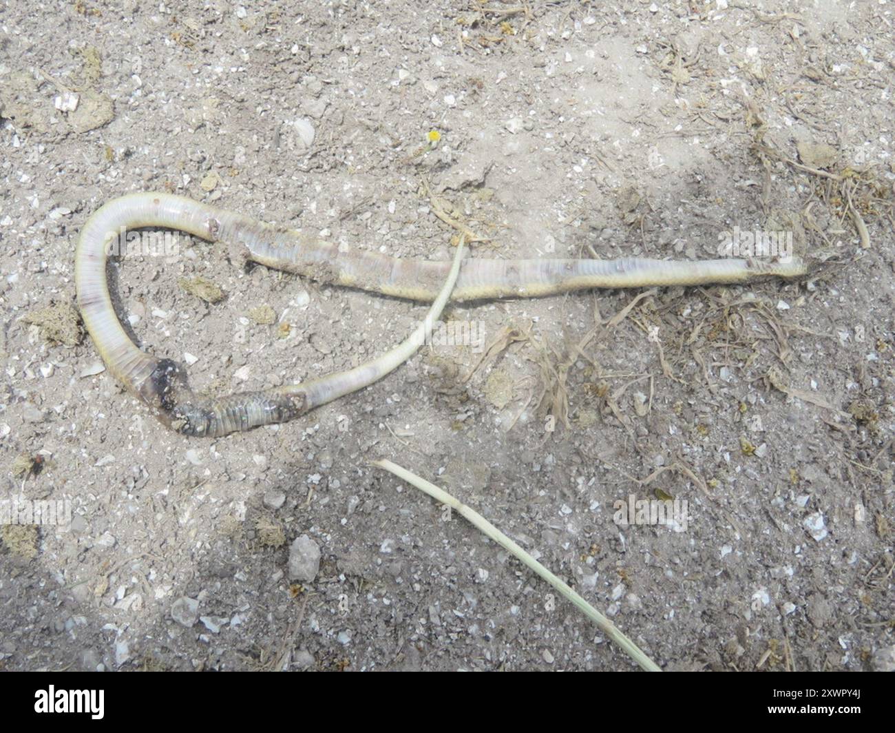 Paraphimophis rusticus hi-res stock photography and images - Alamy