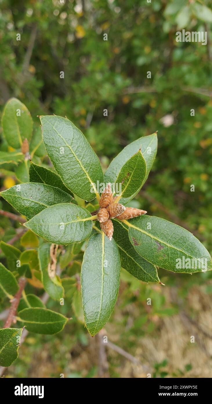 interior live oak (Quercus wislizeni) Plantae Stock Photo - Alamy