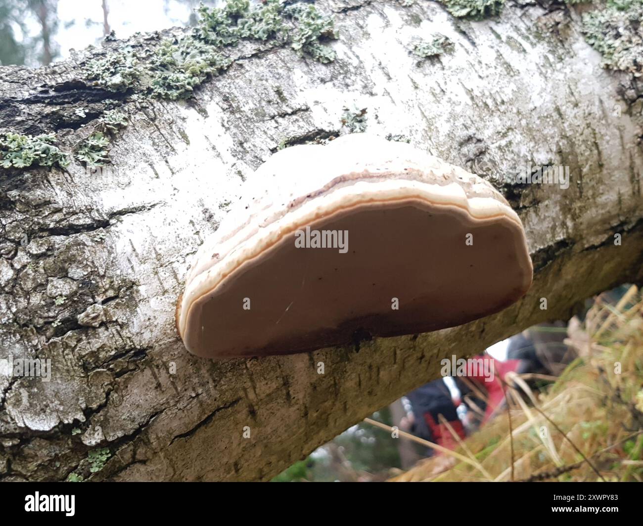 Hoof Fungus (Fomes fomentarius) Fungi Stock Photo - Alamy