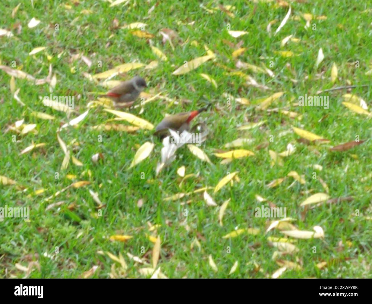 Coccopygia hi-res stock photography and images - Alamy