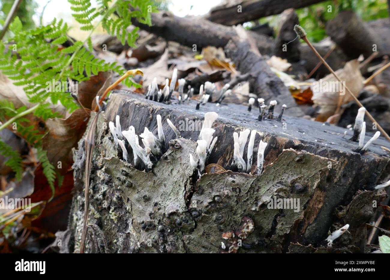 Candlesnuff Fungus (Xylaria hypoxylon) Fungi Stock Photo - Alamy