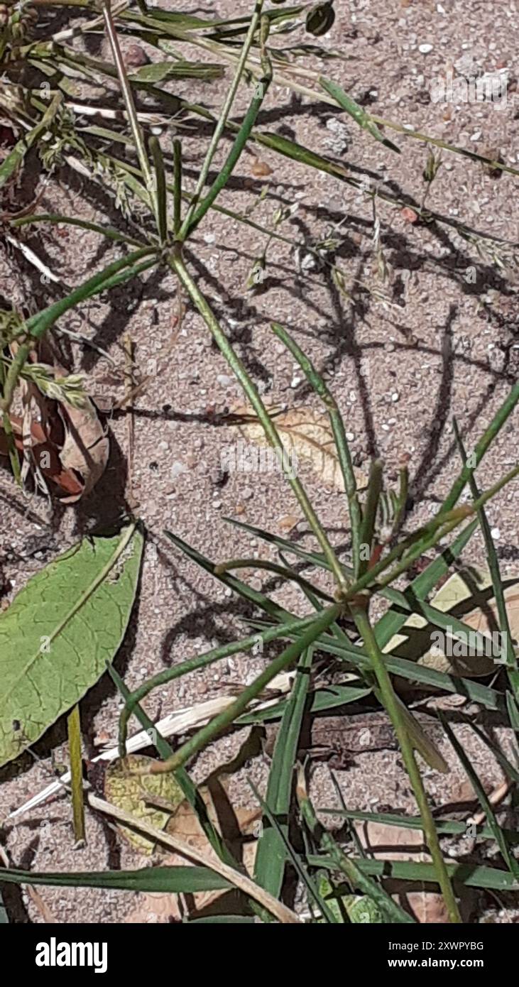 Drought Spookasem (Pharnaceum lineare) Plantae Stock Photo - Alamy