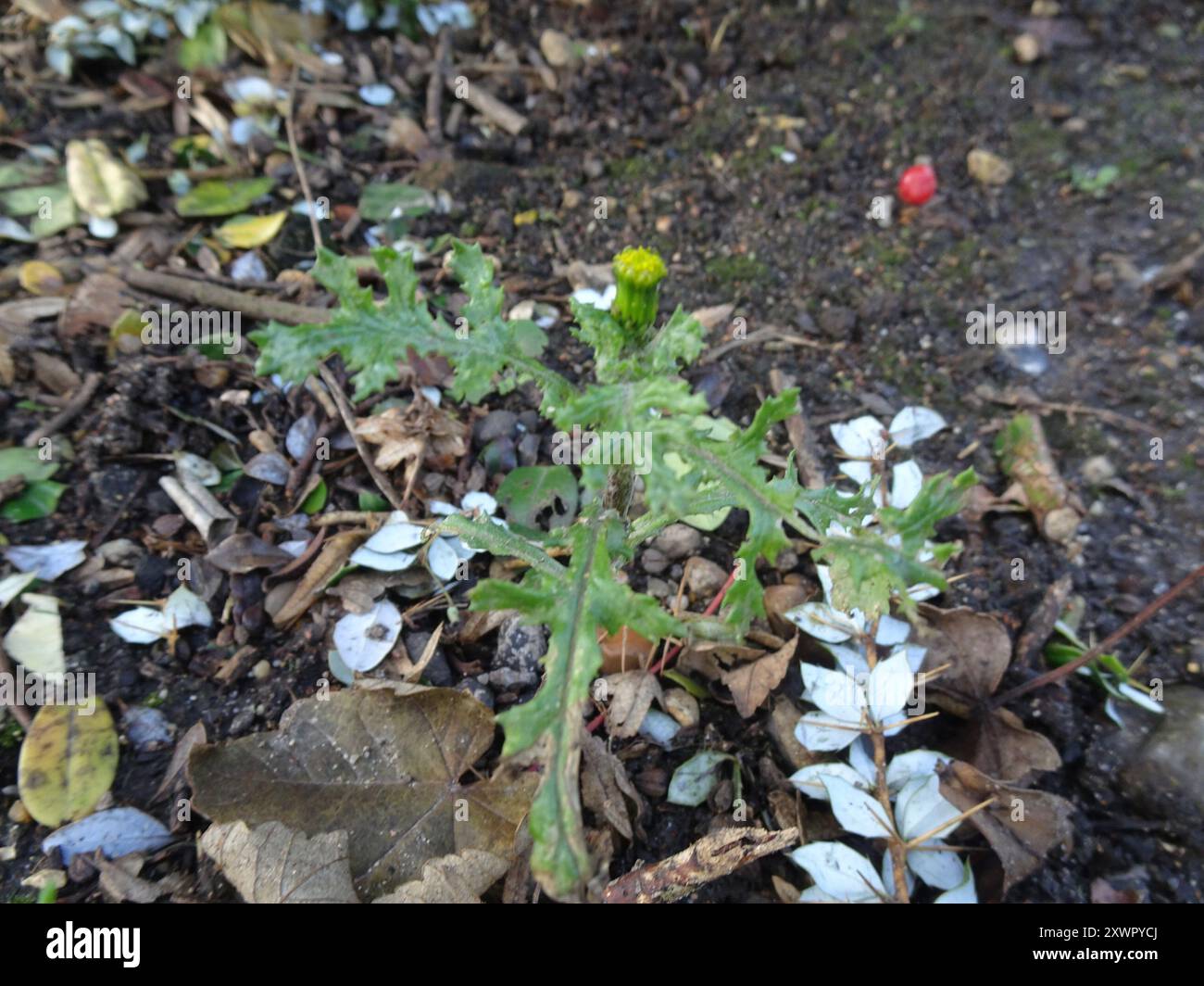 common groundsel (Senecio vulgaris) Plantae Stock Photo - Alamy