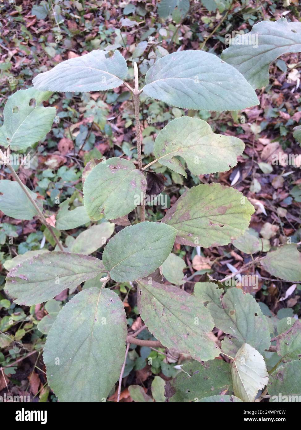Wayfaring-tree (Viburnum lantana) Plantae Stock Photo - Alamy