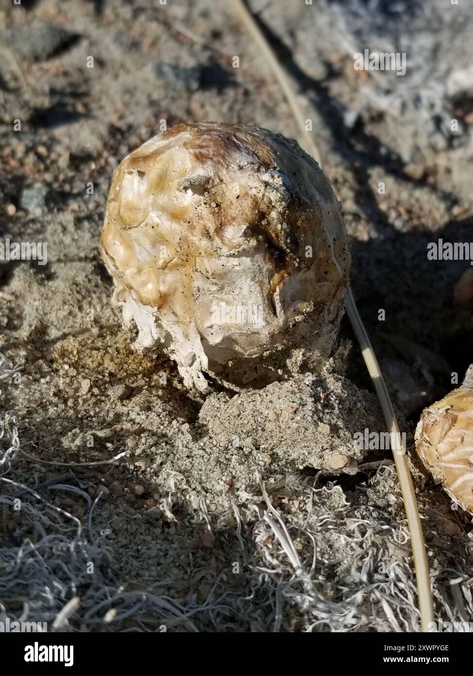 Desert Shaggymane (Podaxis pistillaris) Fungi Stock Photo - Alamy