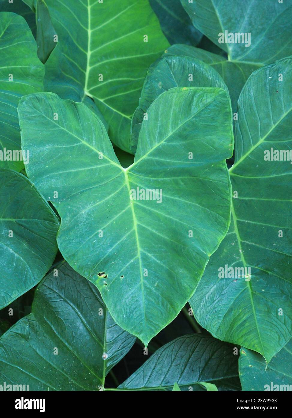 Arrowleaf Elephant's Ear (Xanthosoma sagittifolium) Plantae Stock Photo ...
