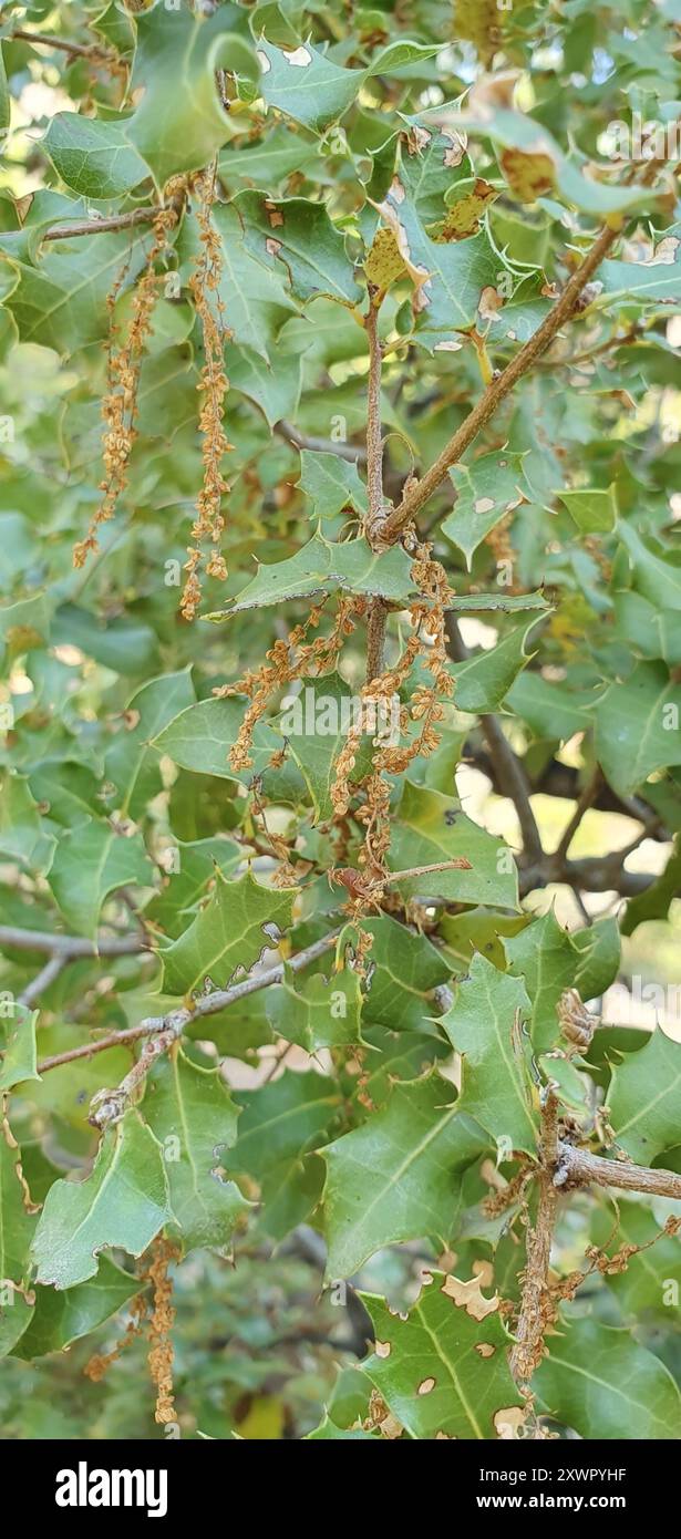 Kermes oak (Quercus coccifera) Plantae Stock Photo - Alamy