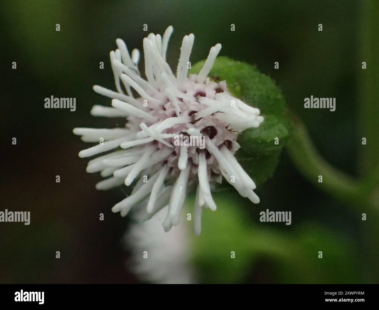 common medicineplant (Adenostemma lavenia) Plantae Stock Photo - Alamy
