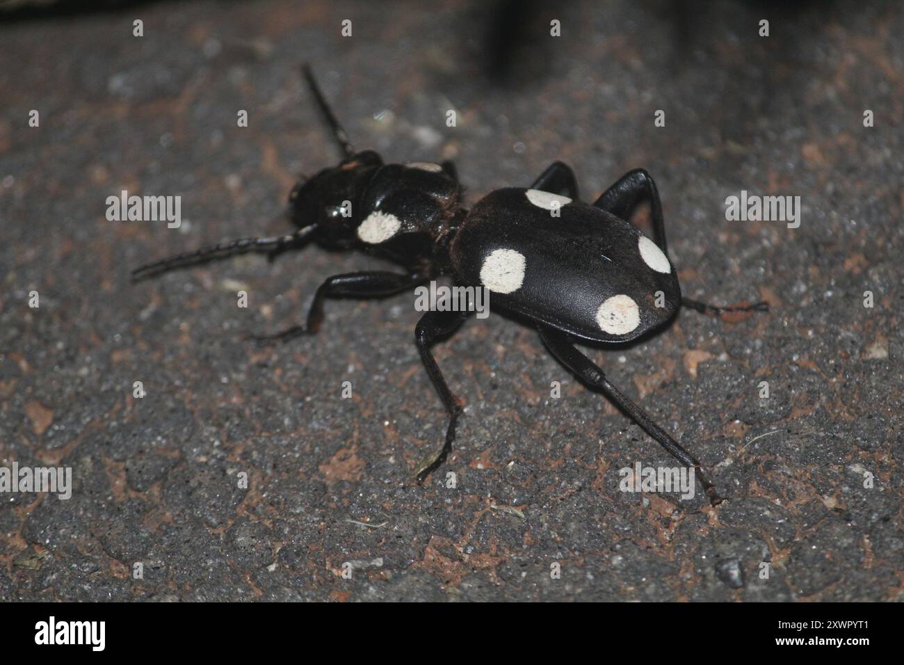 Anthia sexguttata hi-res stock photography and images - Alamy