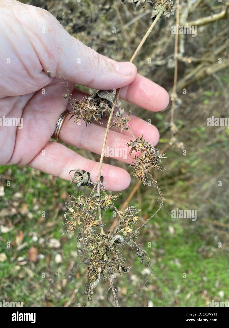 Texas Giant Ragweed (Ambrosia trifida texana) Plantae Stock Photo - Alamy