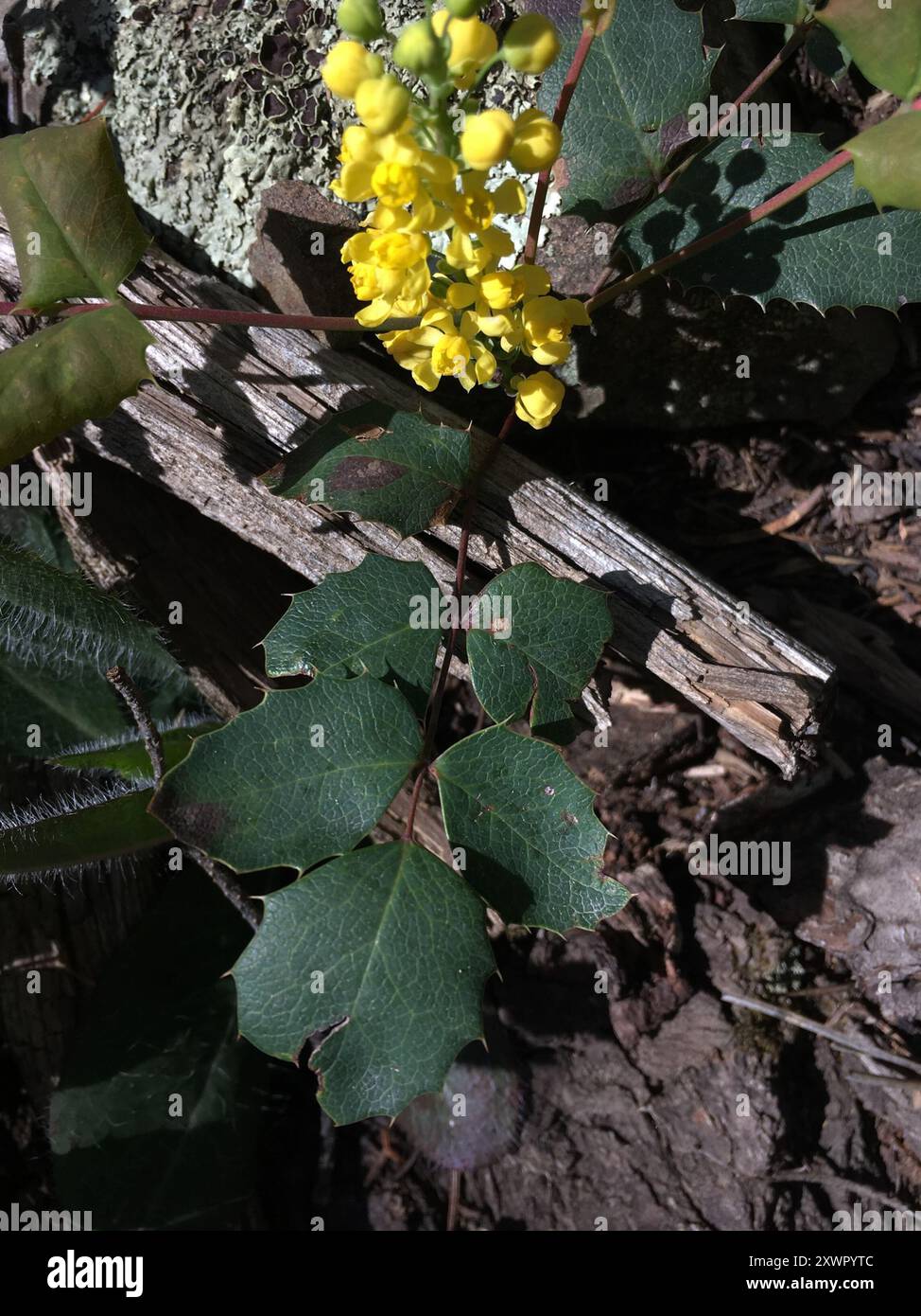 creeping mahonia (Berberis repens) Plantae Stock Photo - Alamy
