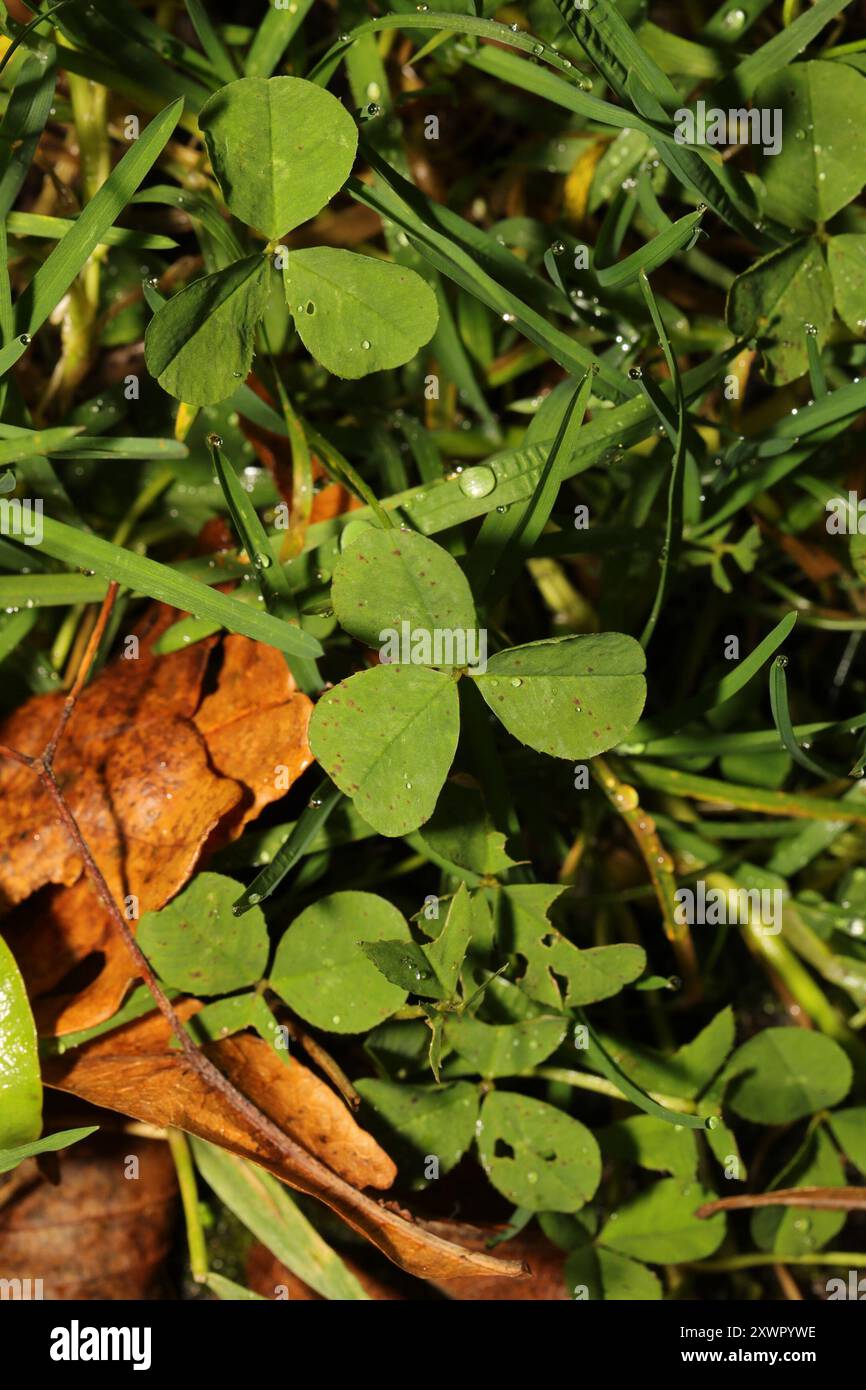white clover (Trifolium repens) Plantae Stock Photo - Alamy
