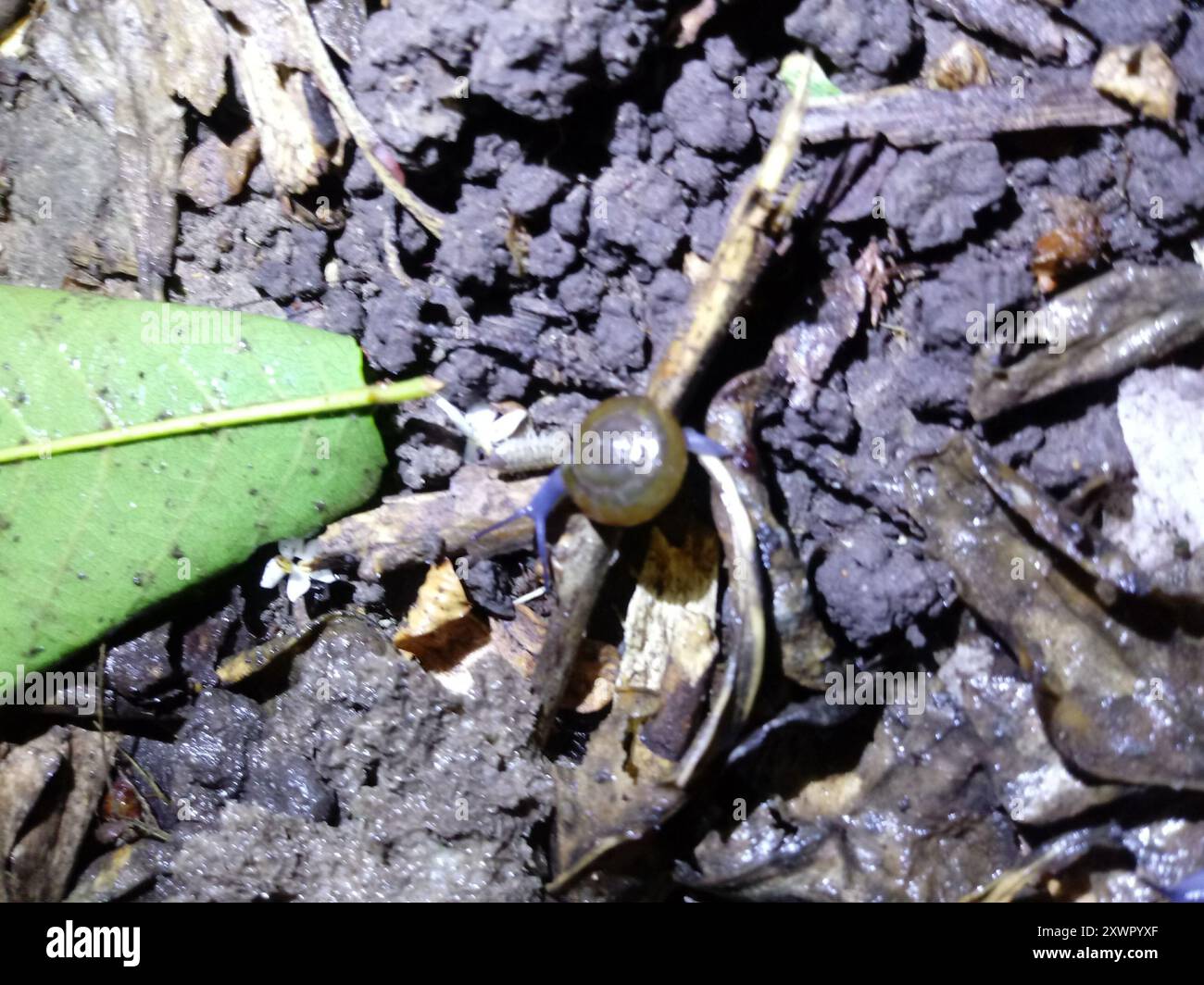 Typical Glass Snails (Oxychilus) Mollusca Stock Photo - Alamy