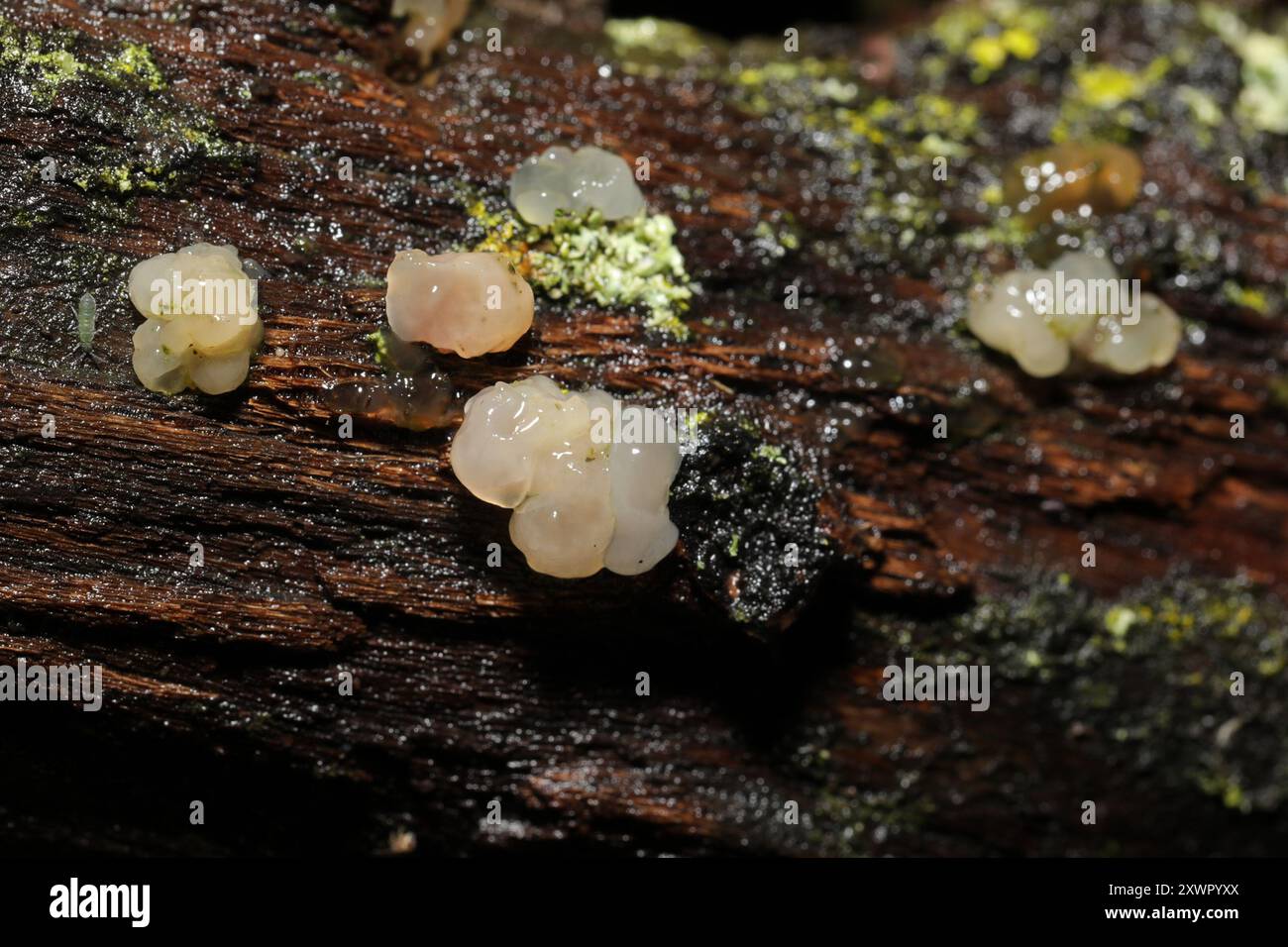 Crystal brain fungi hi-res stock photography and images - Alamy