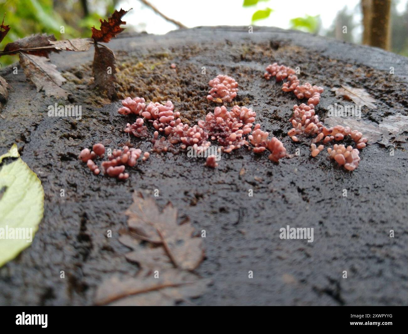 Purple Jellydisc (Ascocoryne sarcoides) Fungi Stock Photo - Alamy